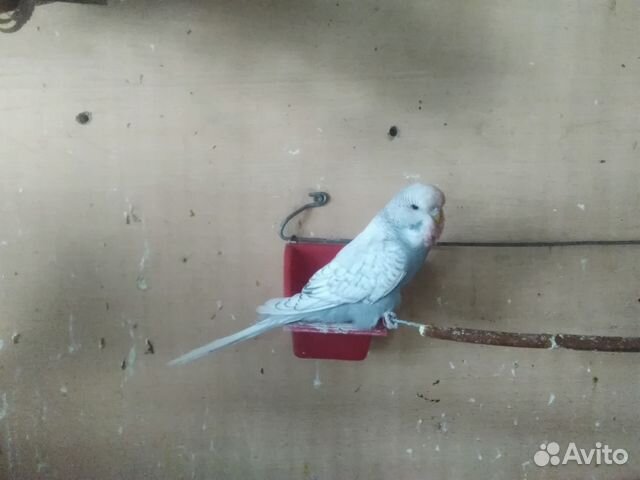 Выставочные волнистые попугаи Чехи