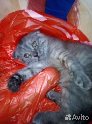 Вислоухий котенок