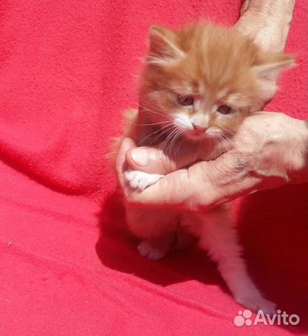 Котенок полуперс