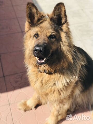 Продаётся чистокровная немецкая овчарка с будкой