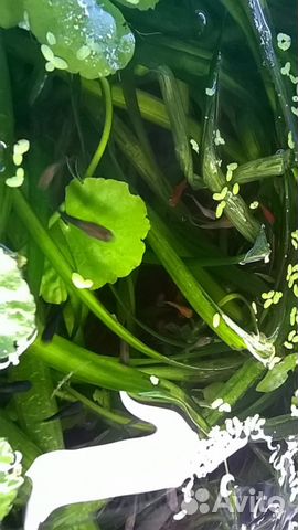 Мальки черная молли и меченосец