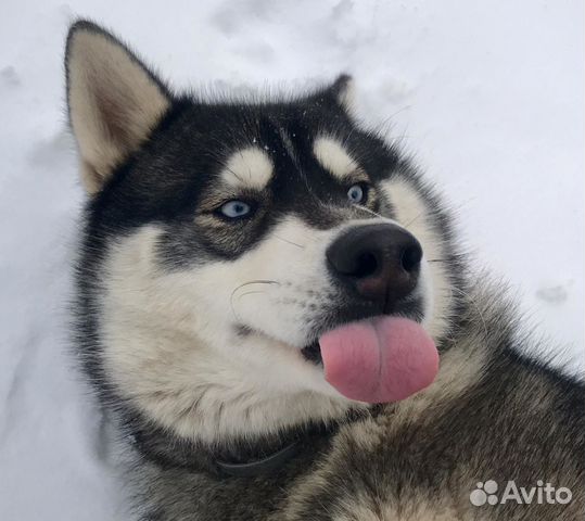 Хаски жОних