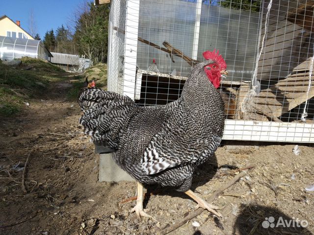 Плимутрок Петух взрослый 1 год