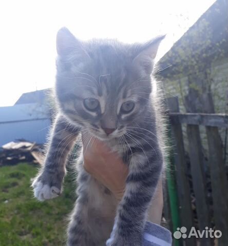 Котята очаровашки 2 месяца в добрые руки