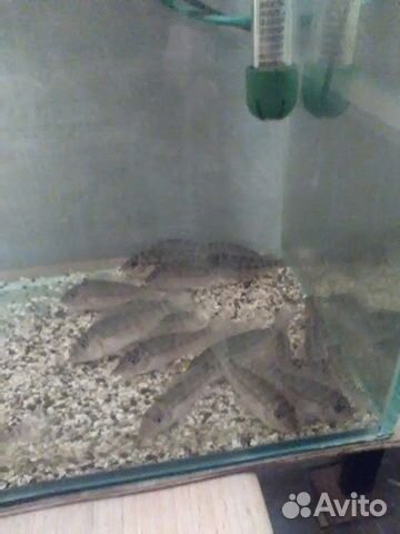 Геофагус перламутровый (Сатаноперка леукостикта)