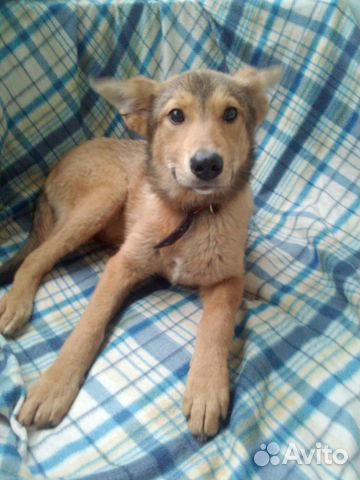 Хорошая девчонка с большими ушами