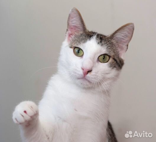 Котик-подросток Лель, 7 месяцев