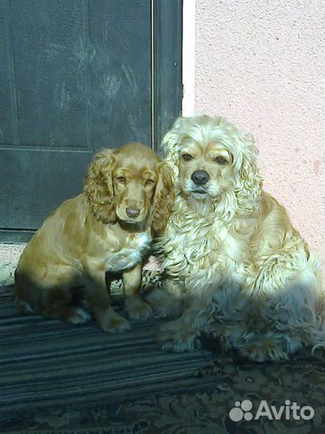 Щенки спаниеля