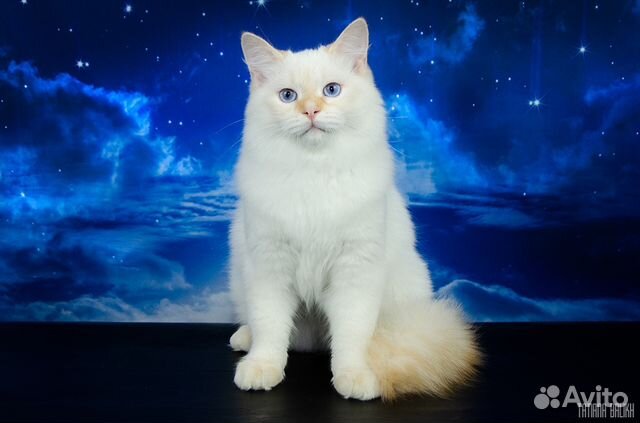 Невский маскарадный котёнок с родословной