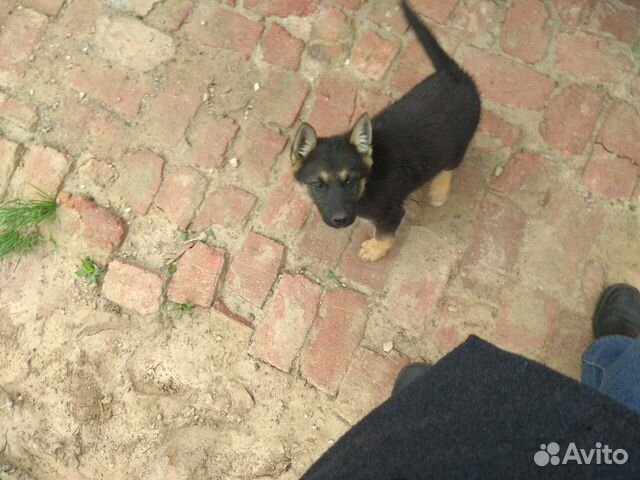 Щенки немецкой овчарки и волкособа