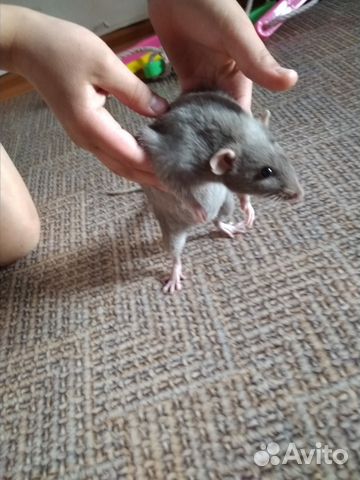 Дарю крысу Дамбо