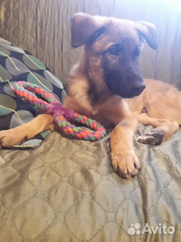 Щенок в хорошие руки