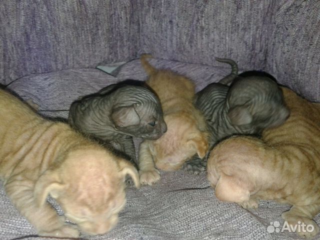 Данской свинкс