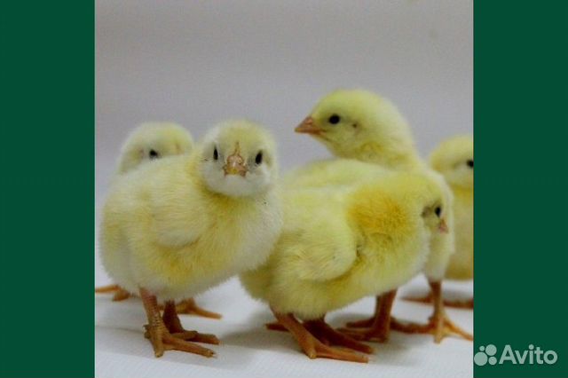 Цыплята Бройлера, перепёлки, утки, цесарки