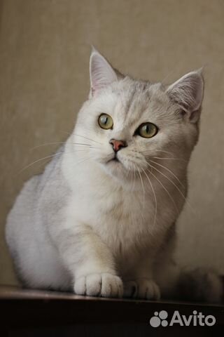 Котик