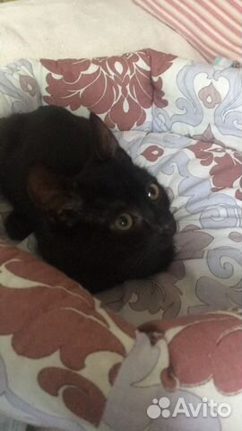 Котята Тили и Гудвин