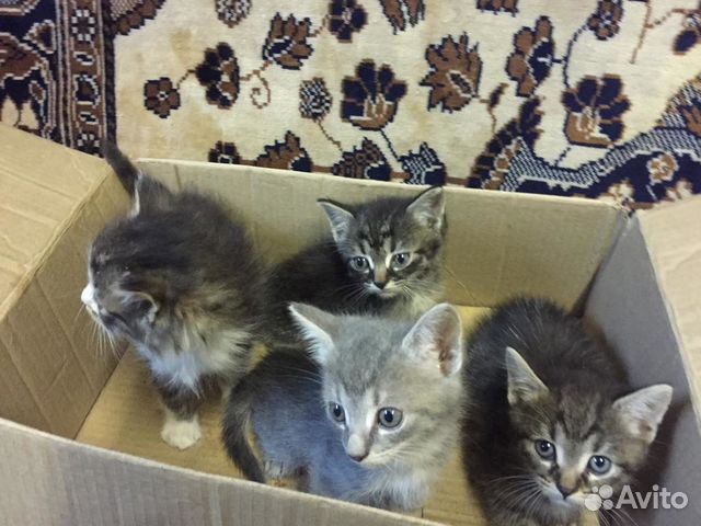 Малыши котята мальчики и девочки, 1 мес