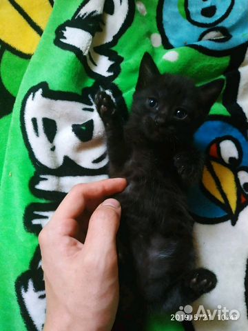 Маленький дракончик