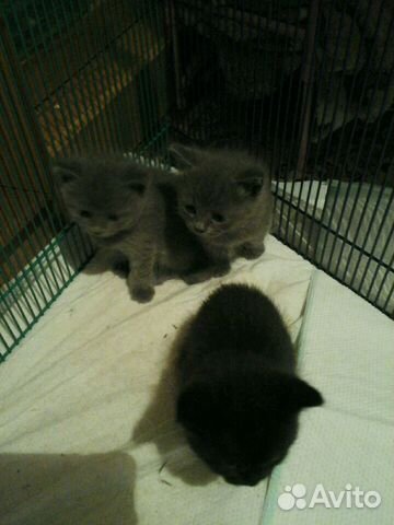 Котята, два мальчика и одна девочка,мама британка