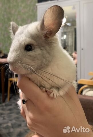 Шиншилла