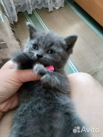 Котенок