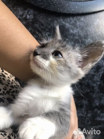 Отдаём котят в добрые руки