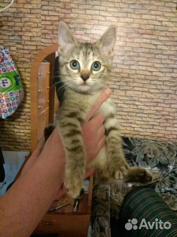 Сибирская кошечка