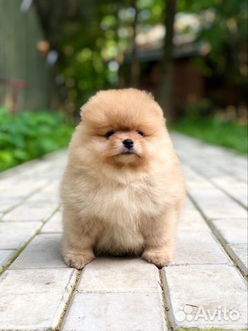 Померанский шпиц,девочка -апельсинка