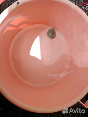 Красноухая черепаха