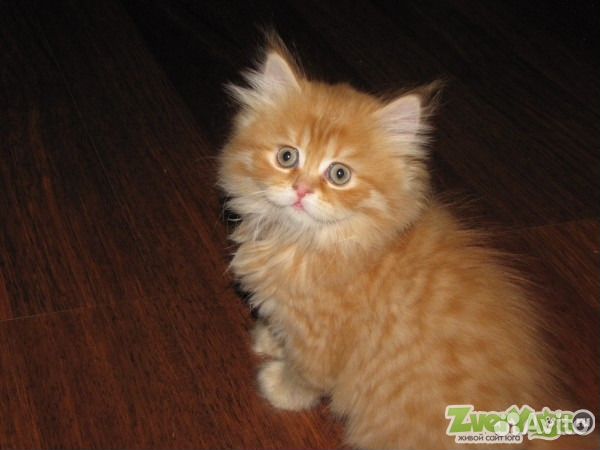Продам котенка рыжего пушистого