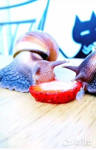 Улитка Ахатин детки