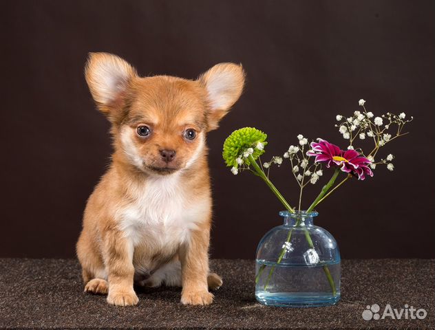 Яркая красотка