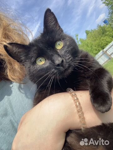 Кошка ищет дом