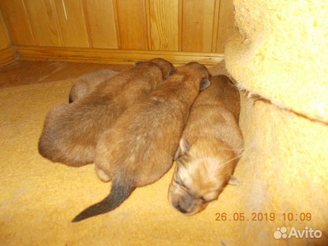 Породные щенки карело-финской лайки