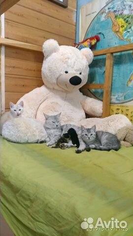 Котята в дар