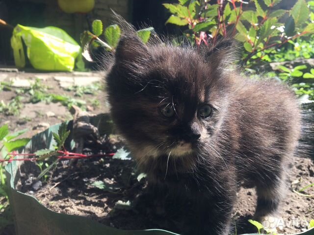 Отдаем в добрые руки котенка (девочка)