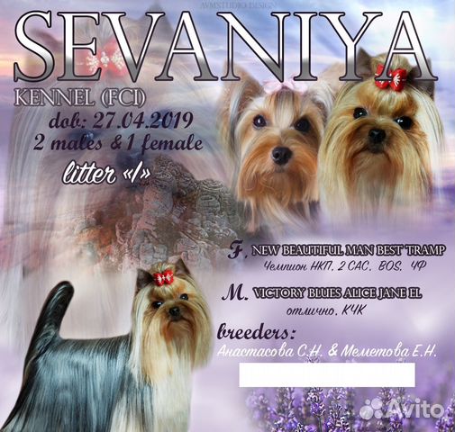 Чудные малыши для радости в семье