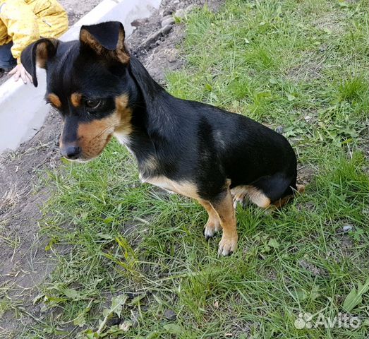 Тойтерьерчик девочка