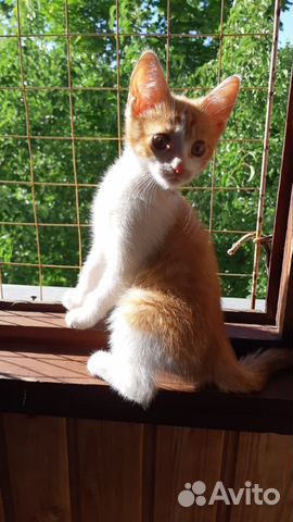 Котёнок Сид ищет дом