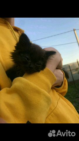 Отдам котенка в добрый руки
