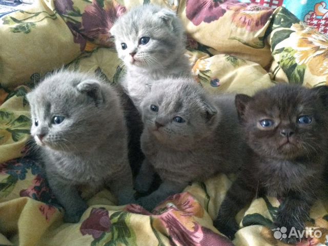 Шотладские котята