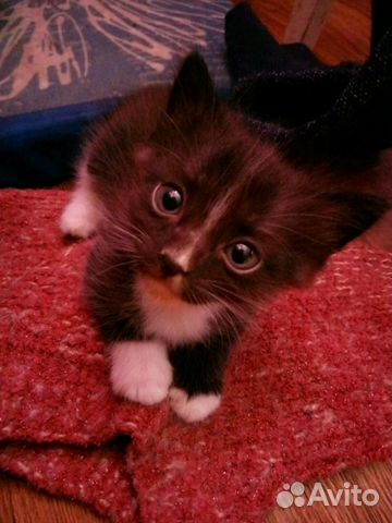 Милый котенок в добрые руки