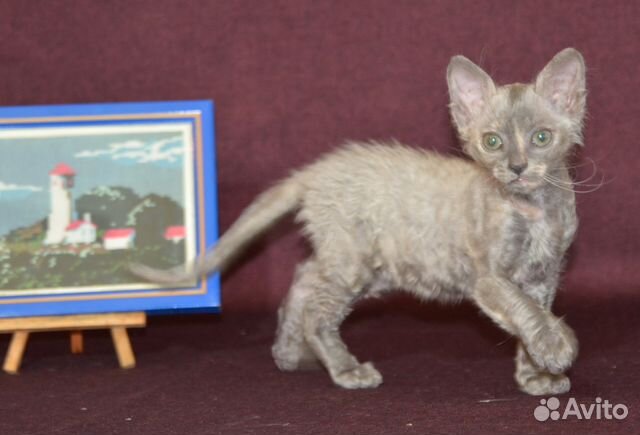 Котёнок уральский рекс