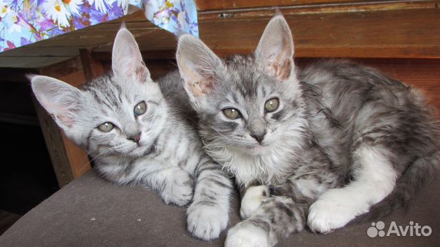 Чистокровные мейн-куны 2-х месячные