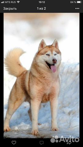 Кобель хаски ищет дом