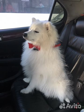 Японский шпиц