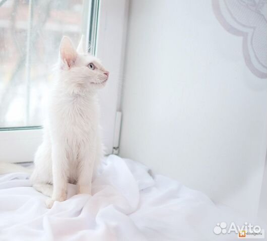 Котенок-девочка для удачи