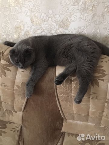 Шотландский кот