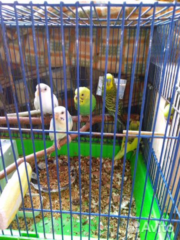 Волнистые попугаи