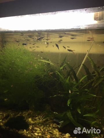 Отдам семейство гуппи в дар
